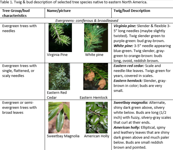 Ask a Naturalist: Winter Tree Identification Skills