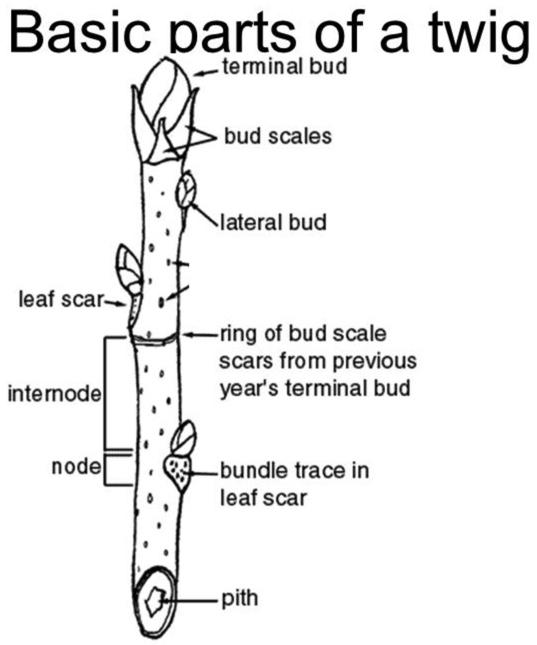 Ask a Naturalist: Winter Tree Identification Skills Ask a Naturalist: Winter Tree Identification Skills