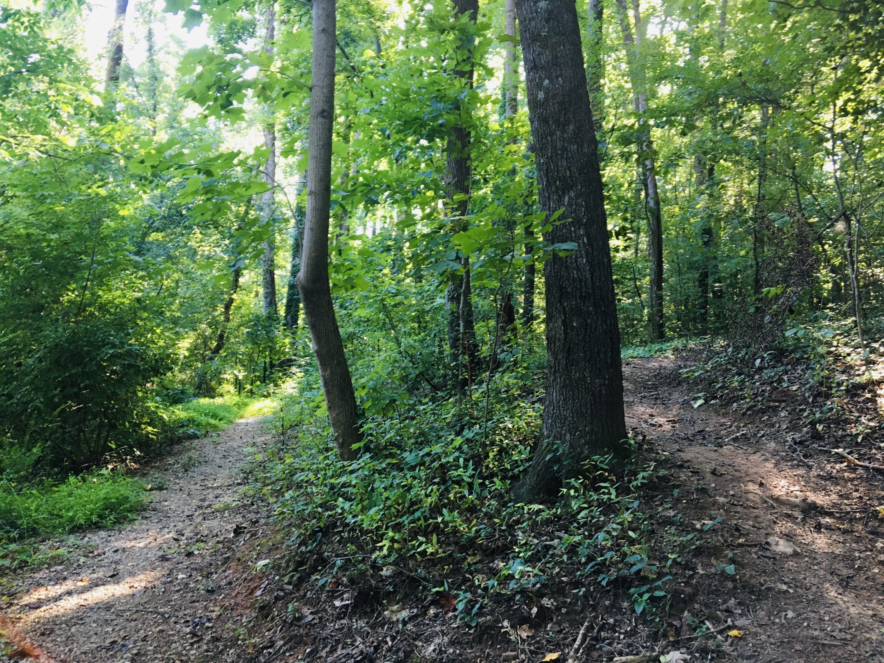 Forest Discovery Trail - Gateway Nature Preserve